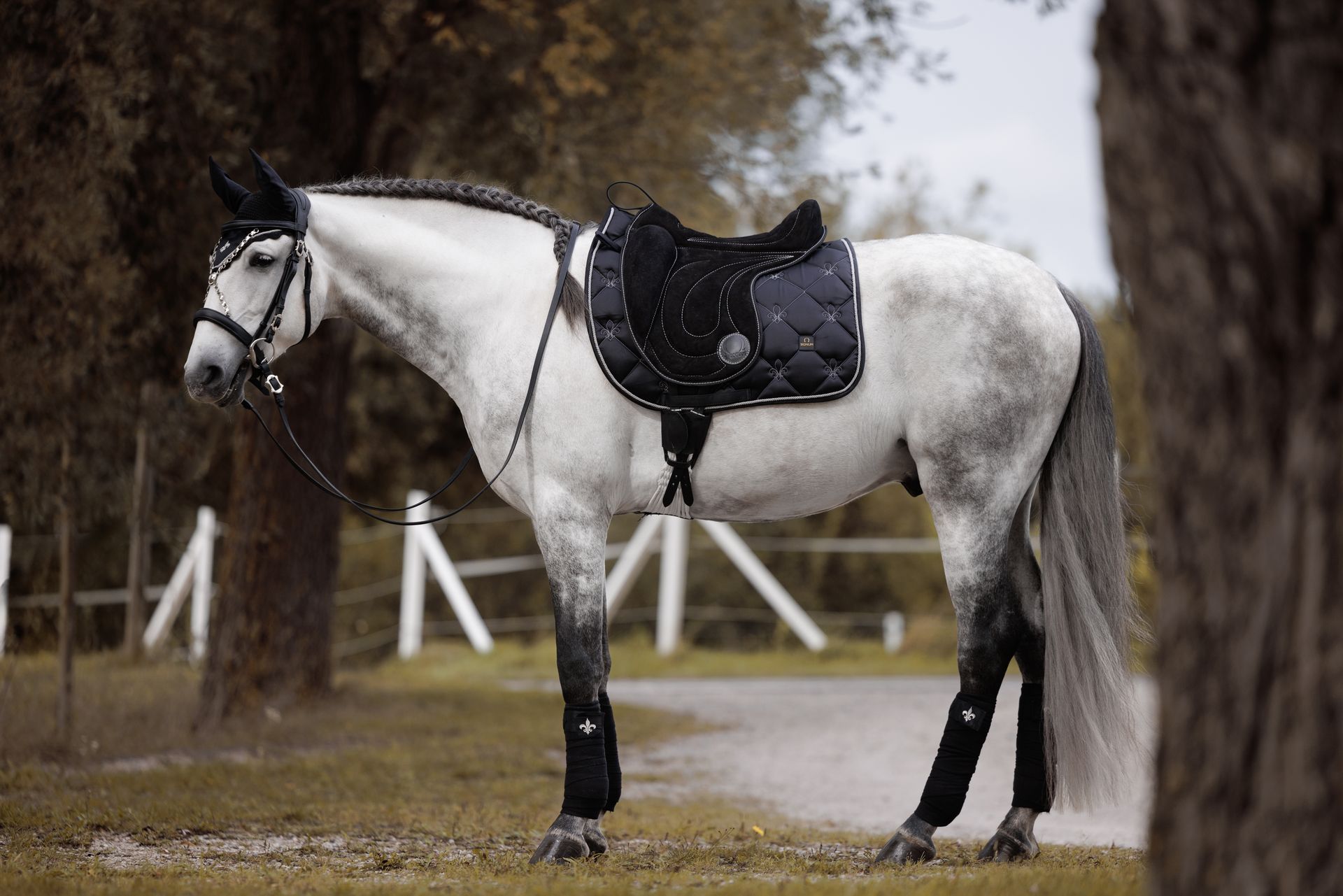 Reitpads_Paddles | Shop Signum Sattelservice